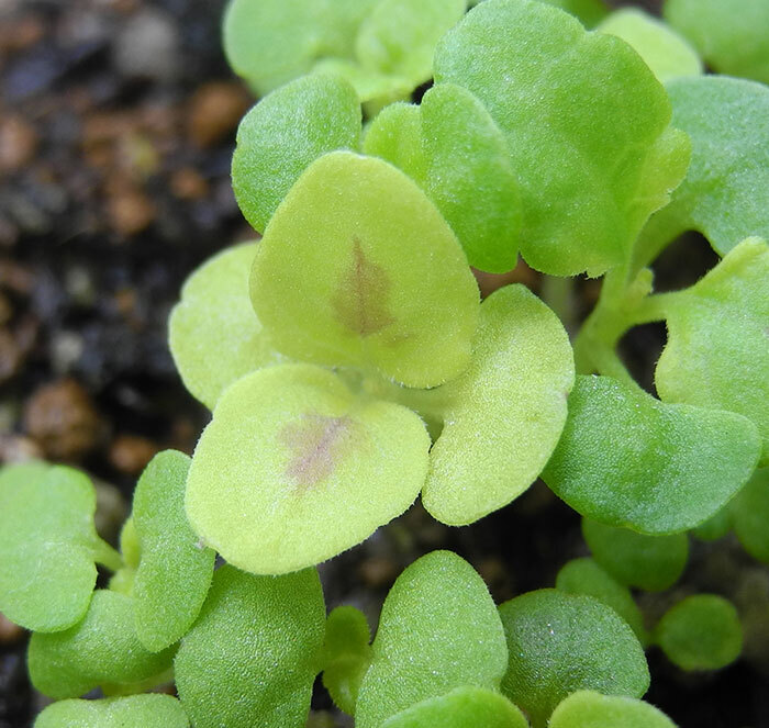コリウスの発芽（園芸）: シロのものつくり日記
