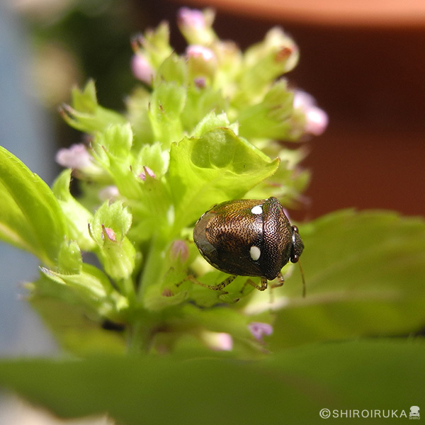 ムラサキシラホシカメムシ: シロのものつくり日記