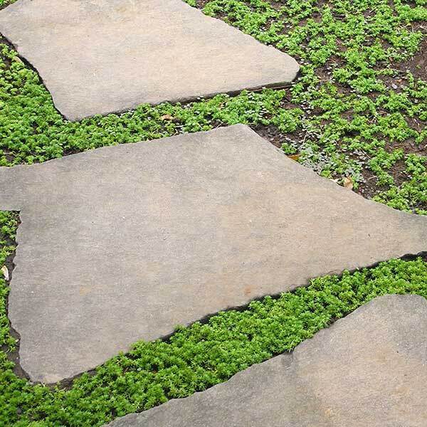 森村万年草の観察: シロのものつくり日記